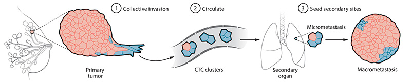 Research Overview - CHEUNG LAB